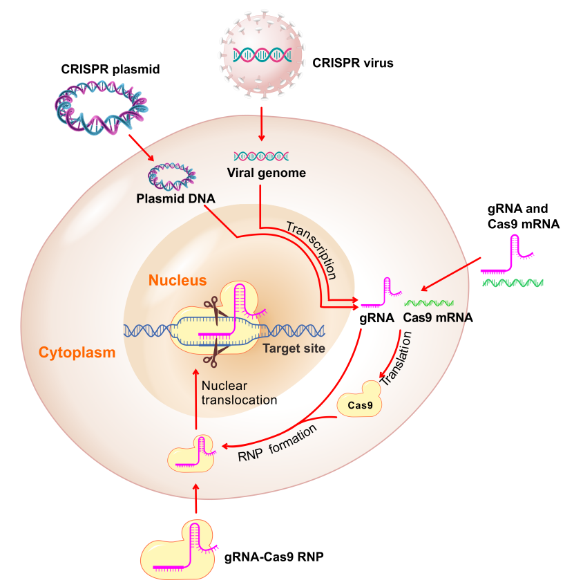 CRISPR Genome Editing Solutions | VectorBuilder